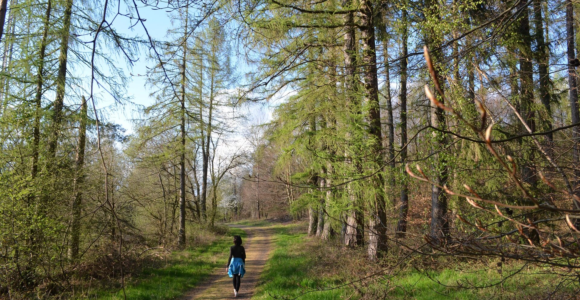 Forest Therapy Walks – forest floor